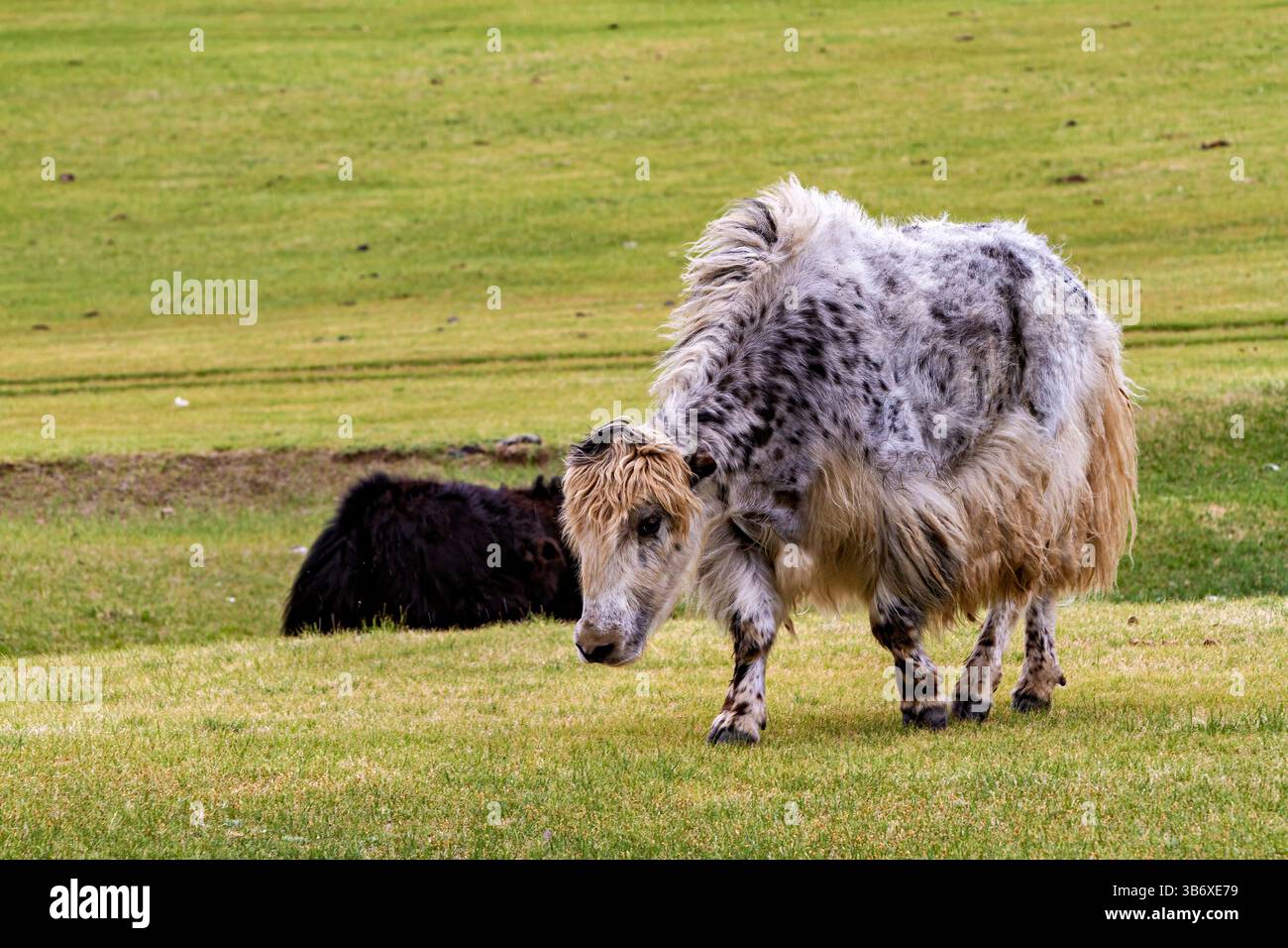 Yak animals in mongolia Stock Photo - Alamy