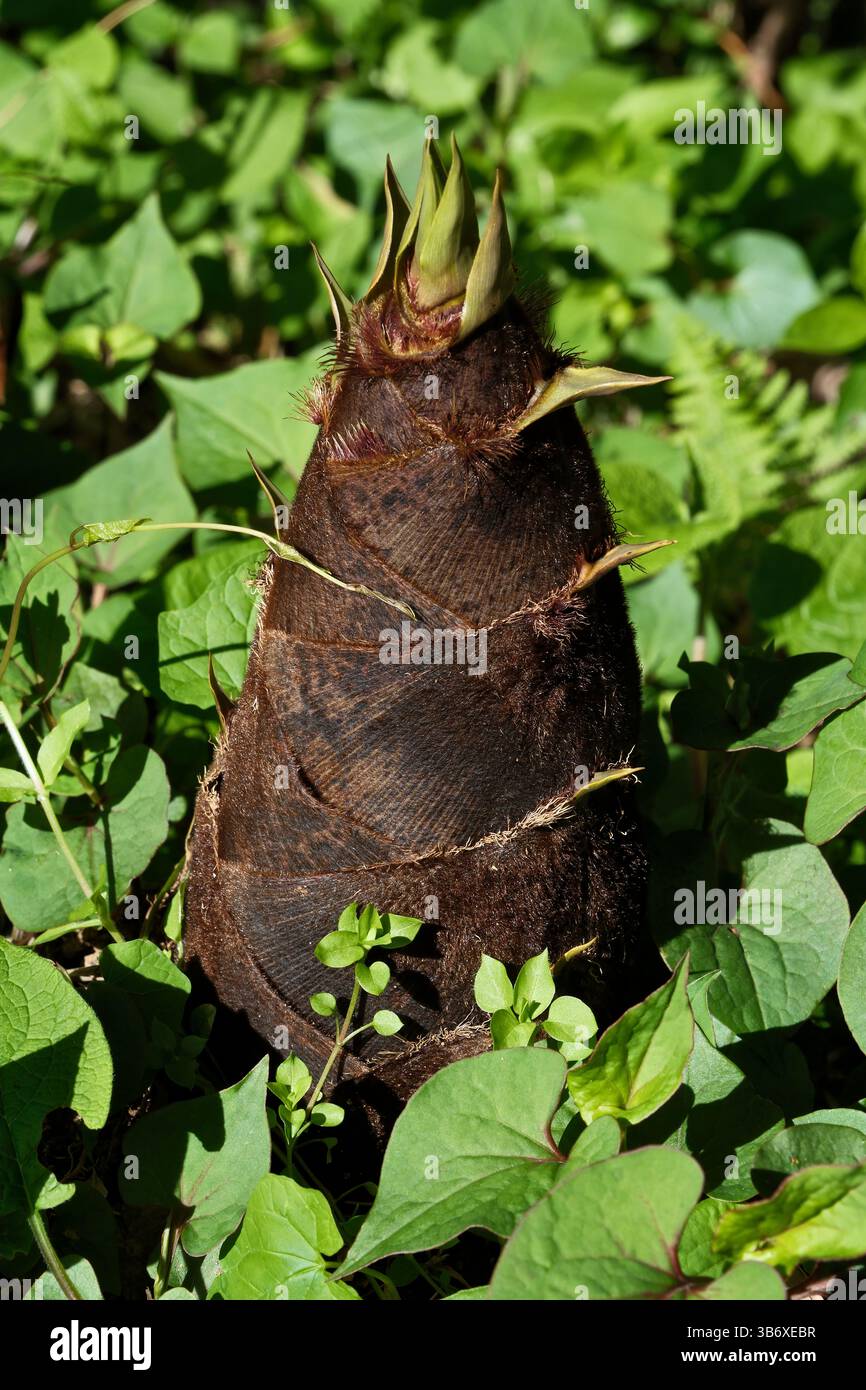 Bamboo shoots in the grass. Bamboo shoots on the ground in the garden ...