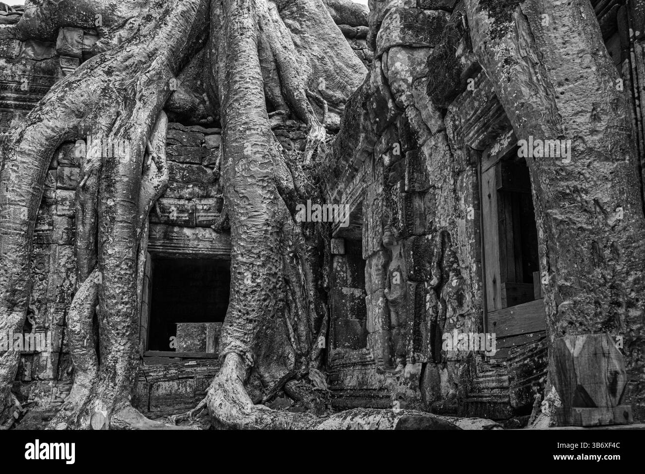 Tree roots growing among the ruins at the Ta Prohm temple, Siem Reap ...