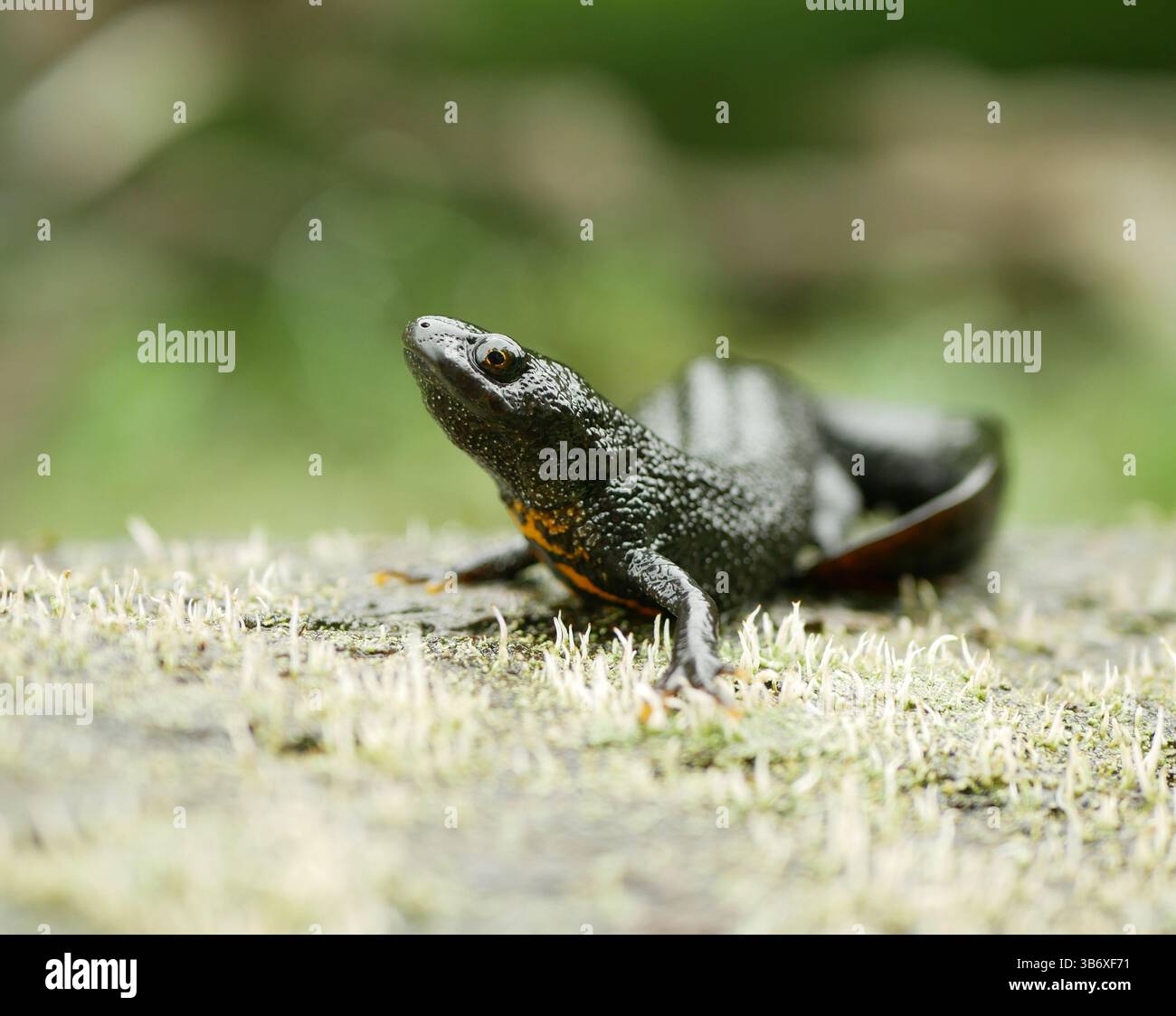 Northern crested newt Triturus cristatus close-up, great warty ...
