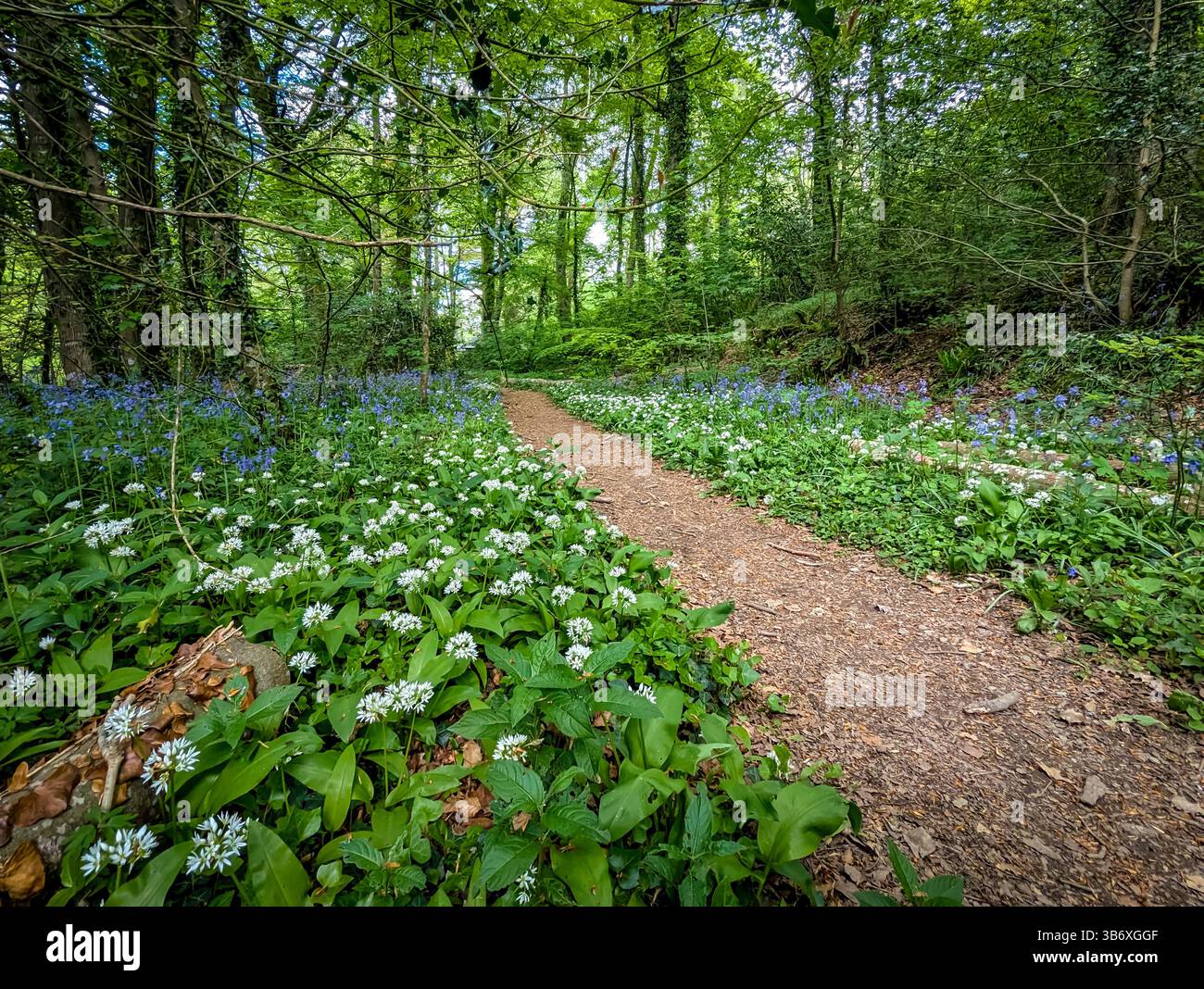 Totnes, UK. 3rd May, 2025. Bluebells and wild garlic in full bloom ...