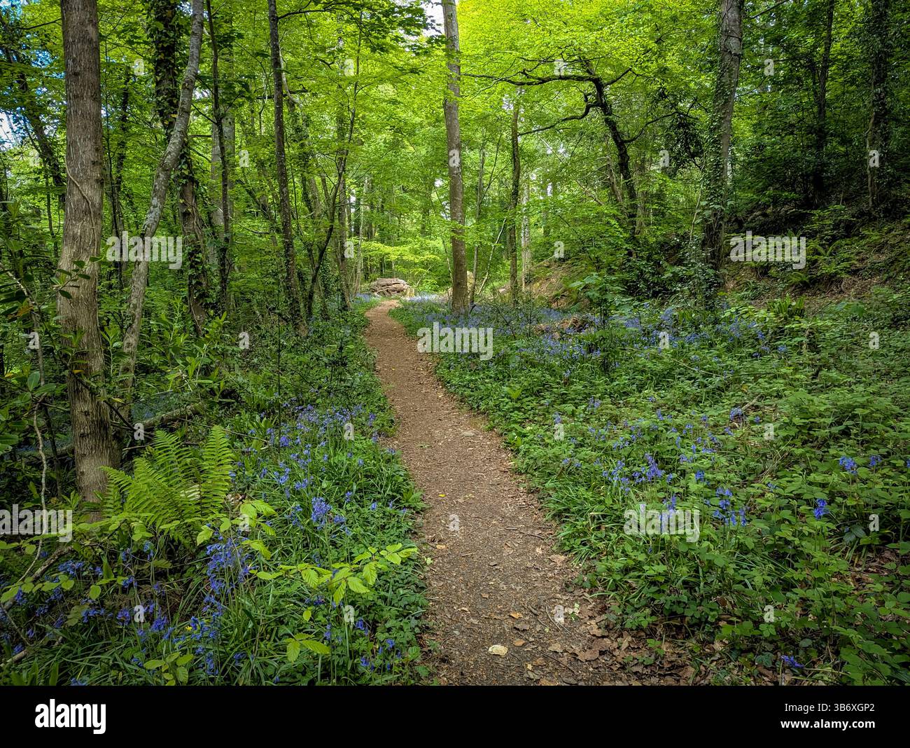 Totnes, UK. 3rd May, 2025. Bluebells and wild garlic in full bloom ...