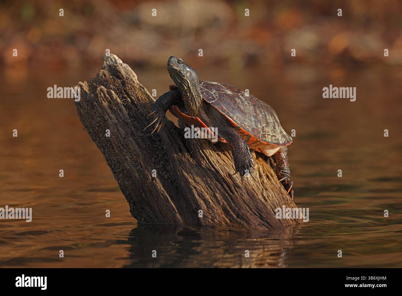 northern red-bellied turtle (Pseudemys rubriventris), basking on stump ...