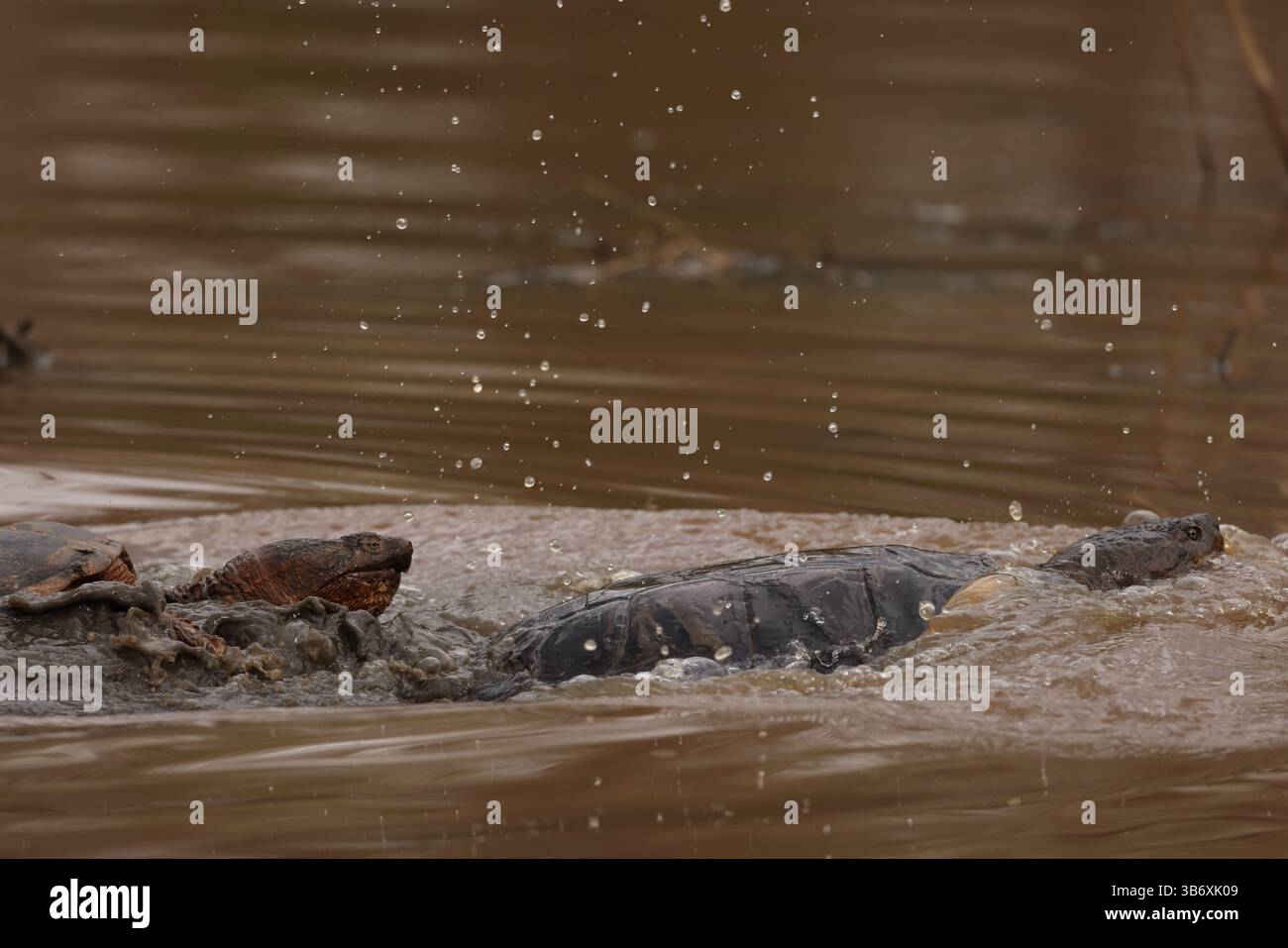 Snapping turtles, Chelydra serpentina, mating, male chasing female ...