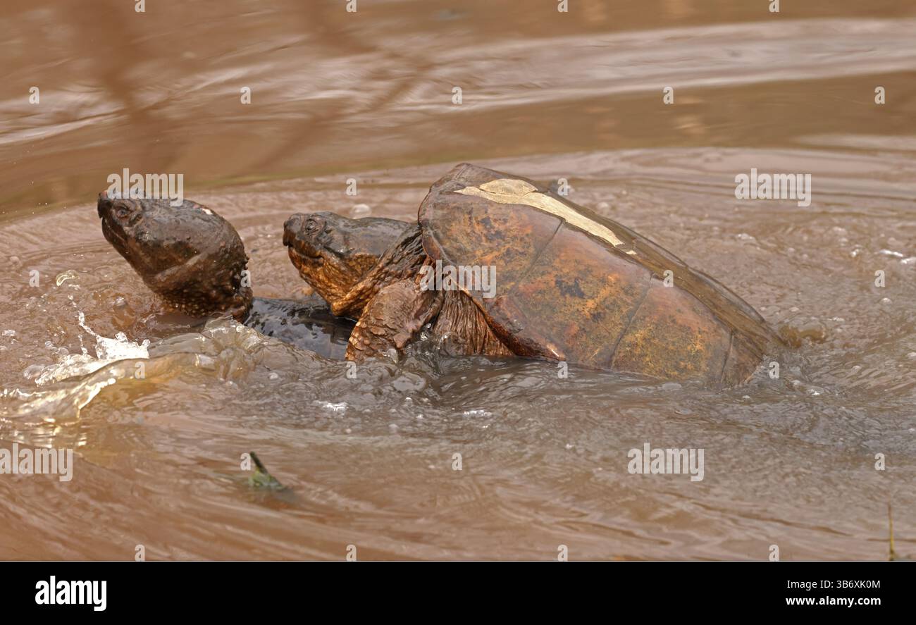 Snapping turtles, Chelydra serpentina, mating, Maryland Stock Photo - Alamy