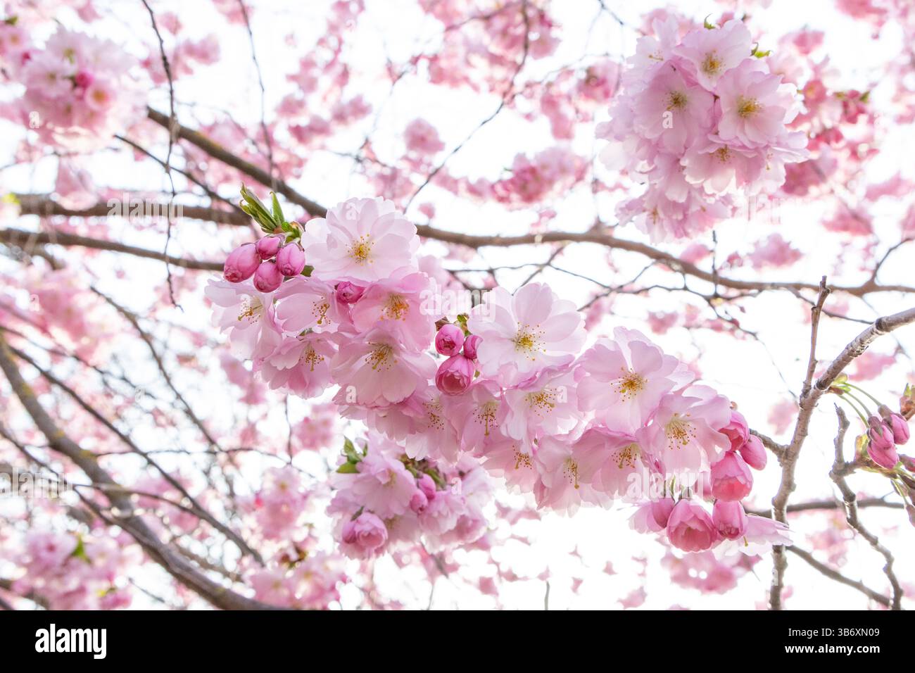 Cherry blossoms also known as sakura, celebrated during Japanese Hanami ...