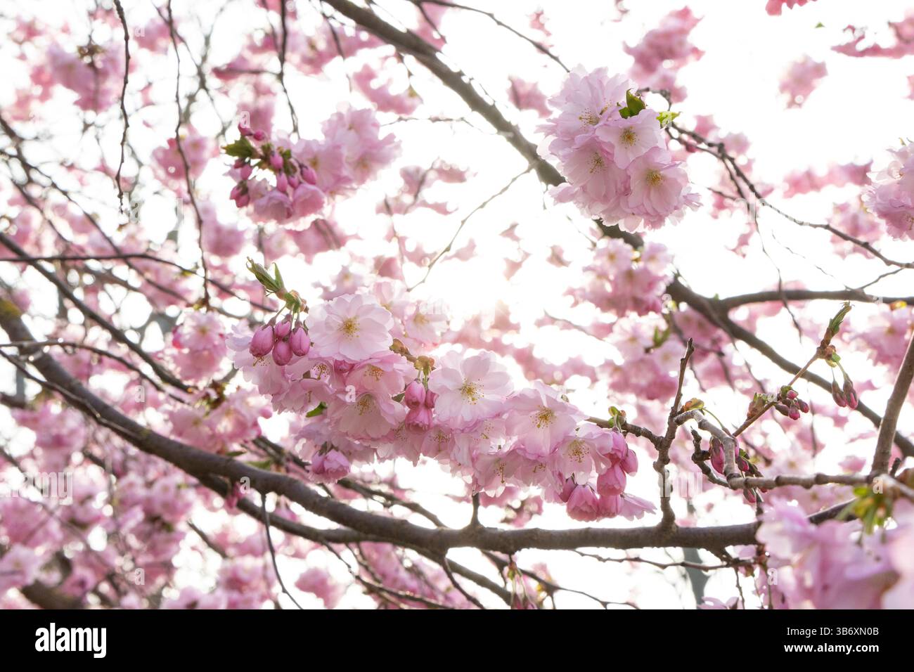 Cherry blossom known sakura hi-res stock photography and images - Alamy