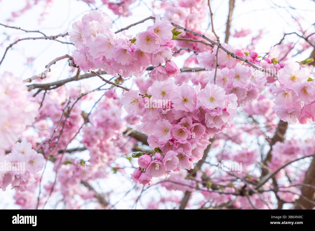 Cherry blossoms also known as sakura, celebrated during Japanese Hanami ...