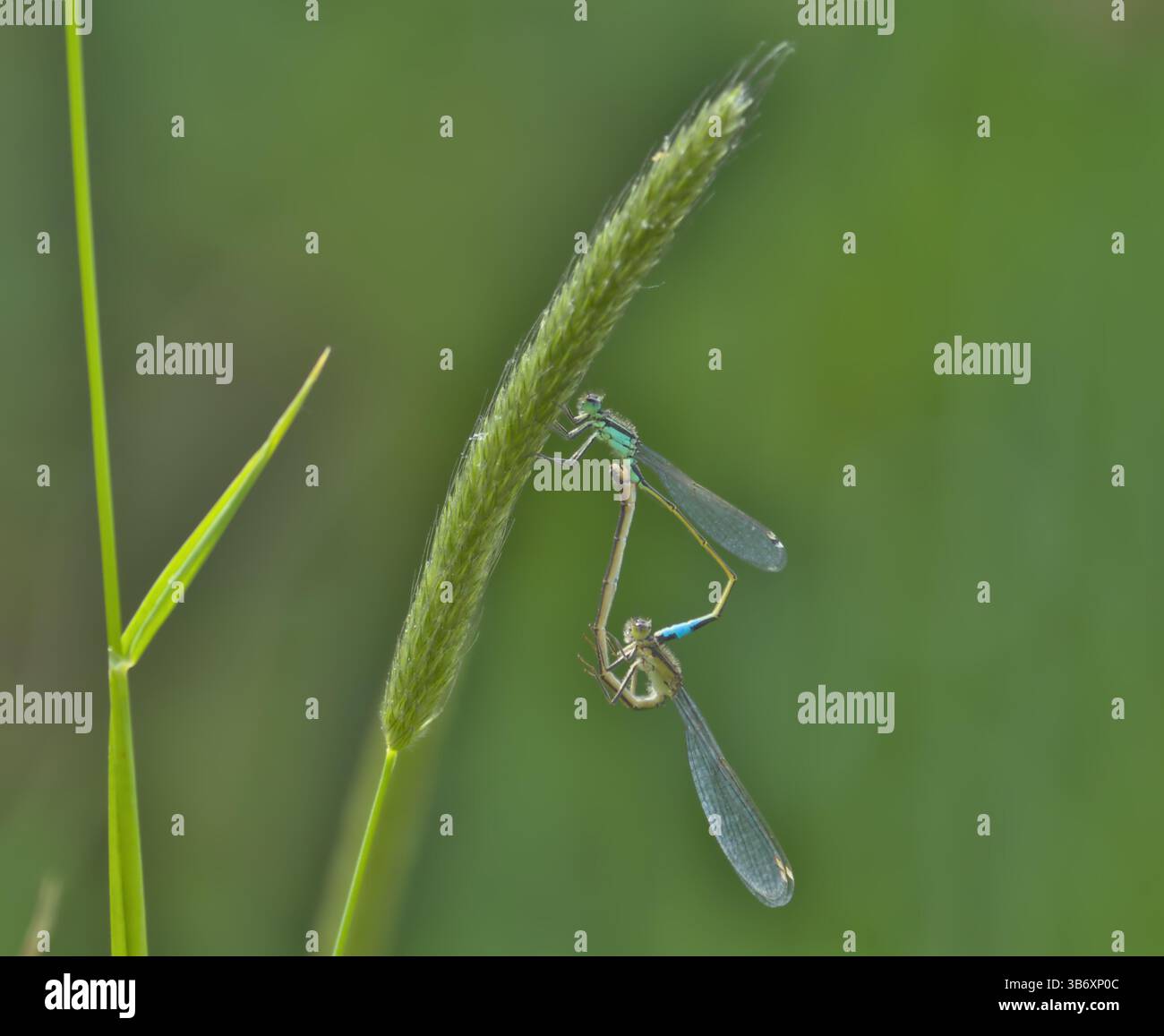 Damselfly in air hi-res stock photography and images - Alamy