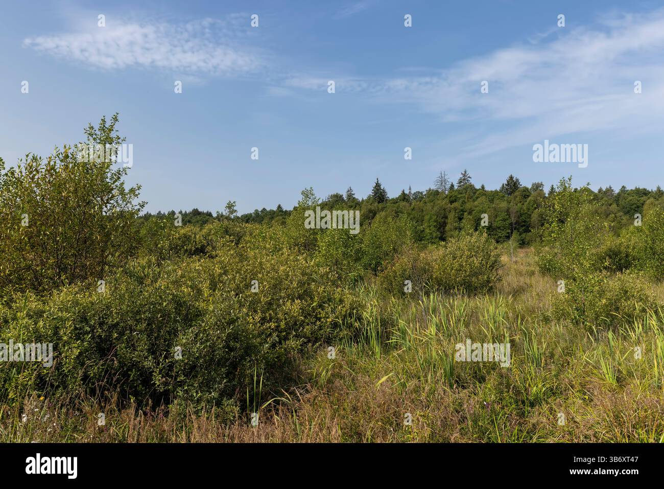 Swampy terrain with plants in summer, features of swamps with different ...