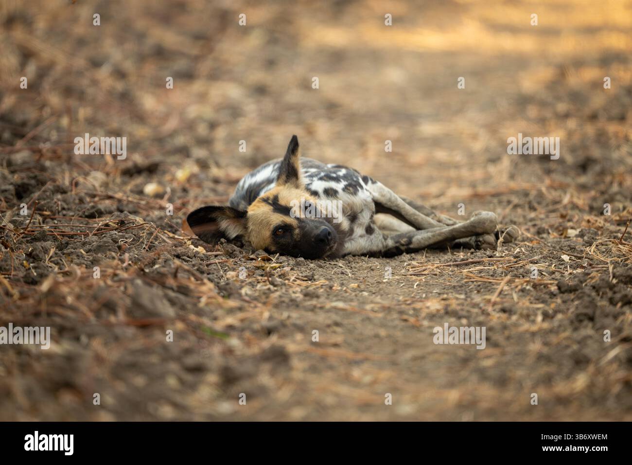 African wild dog lies on side staring Stock Photo - Alamy