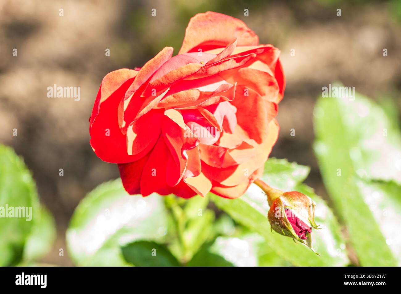 Spring colors in the Botanical Garden of Bucharest Stock Photo - Alamy