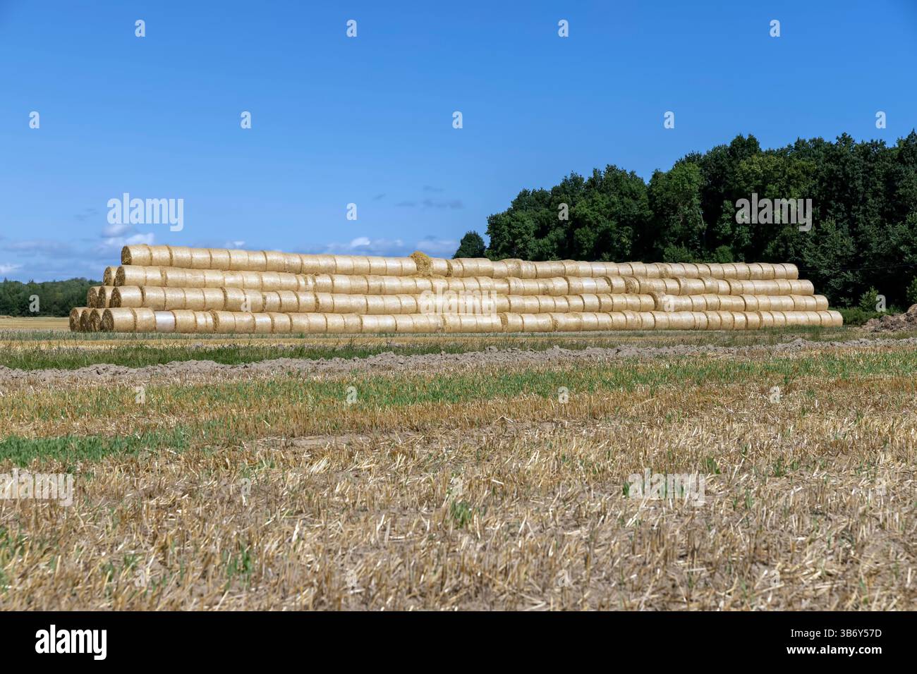 stacked straw stacks in the field, wheat straw stacks after harvesting ...