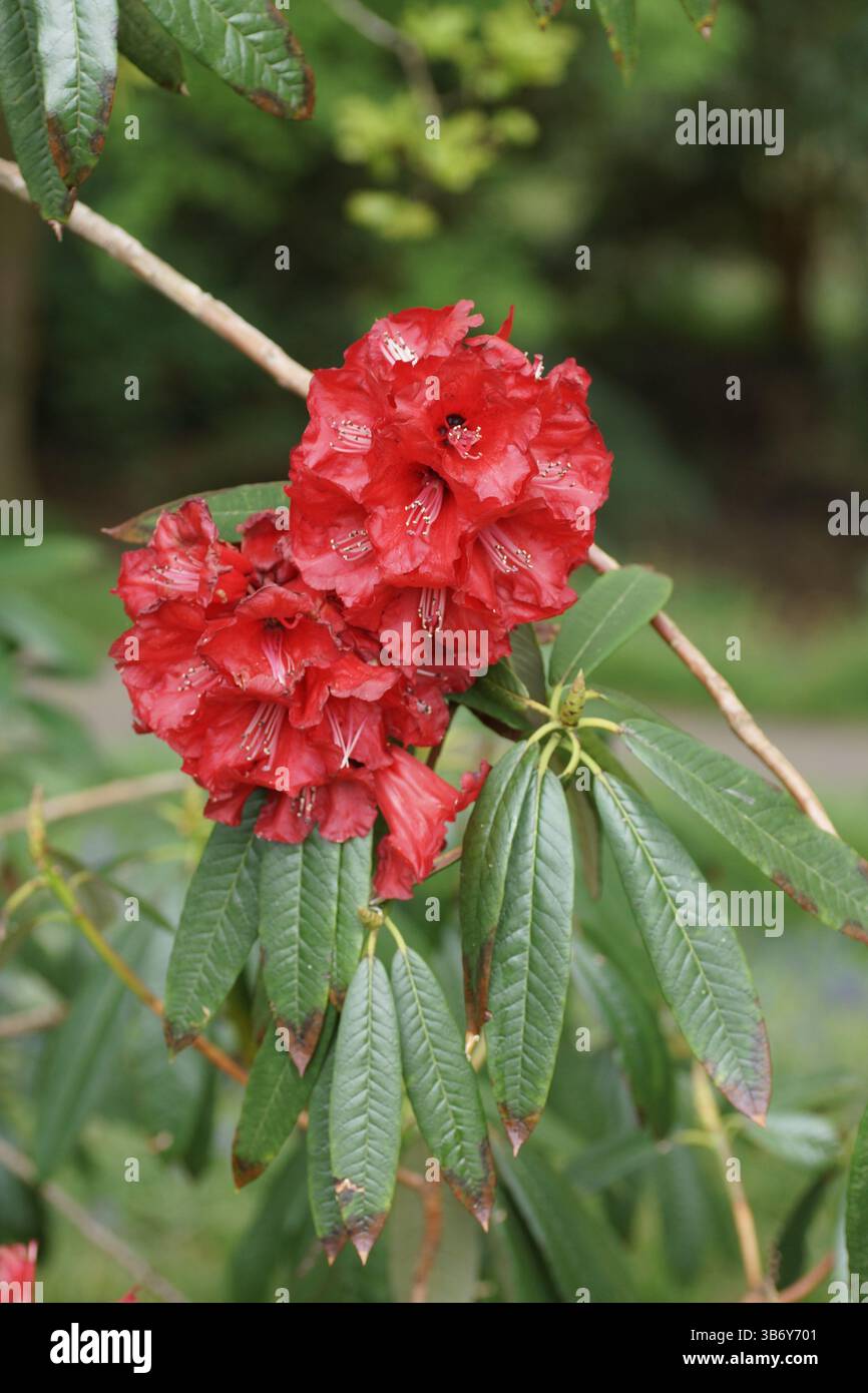 Rhododendron arboreum 'Blood Red' Stock Photo - Alamy