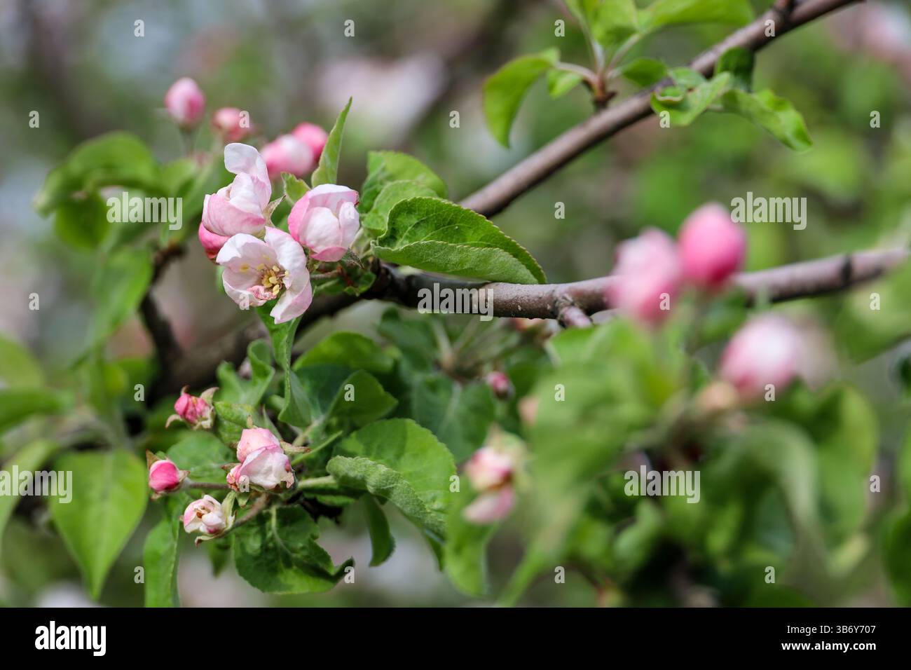 Apple blossom in spring garden. White flowers and pink buds on a tree ...