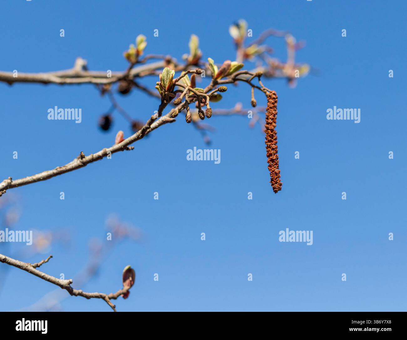 Cycle growth birch tree hi-res stock photography and images - Alamy