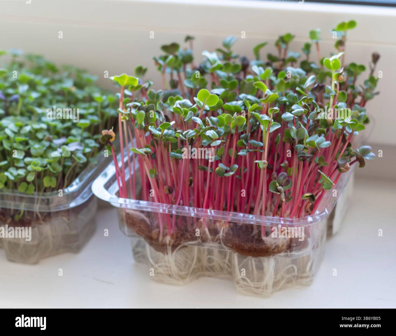 Freshly sprouted shoots of micro greens in the plastic container Stock ...