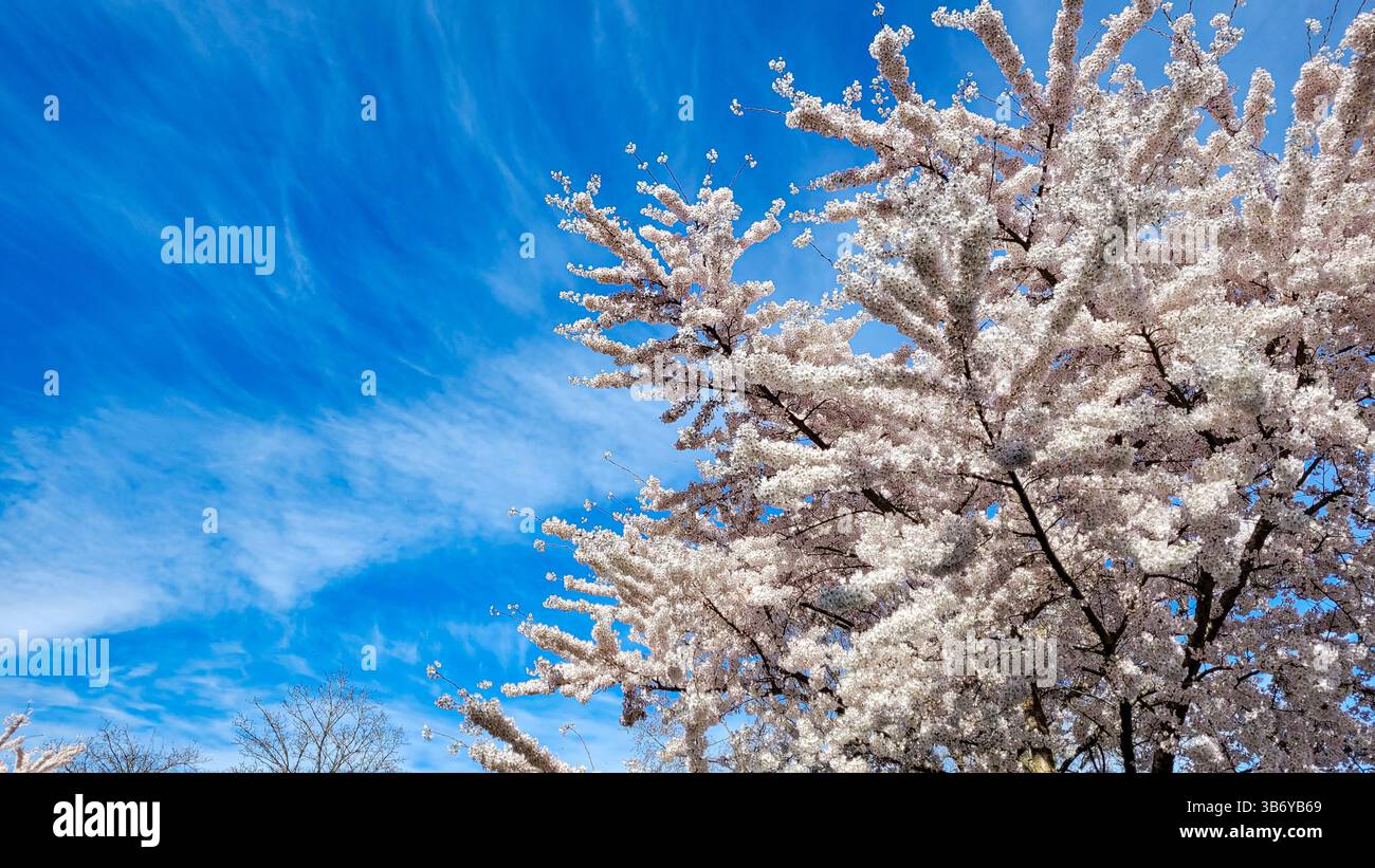 White sakura cherry blossoms branch on blue sky background with white clouds. Sakura tree. Full ...