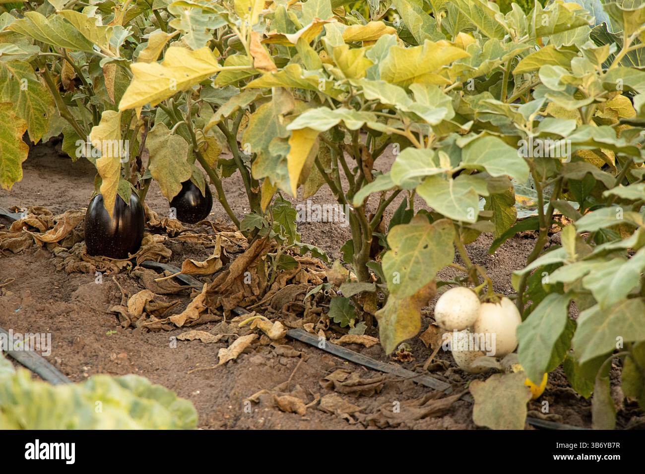 Dark and light eggplant varieties growing in a garden at a dacha in ...