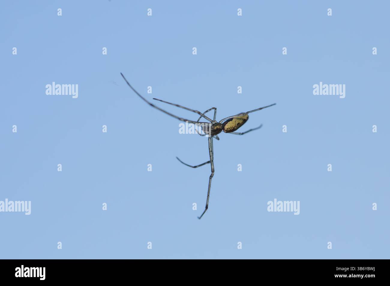 Spider Dangling Against Clear Blue Sky Stock Photo - Alamy
