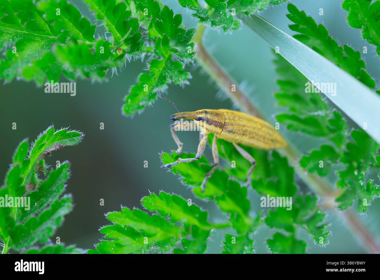 Yellow Weevil Lixus Navigating Green Fern Maze Stock Photo - Alamy