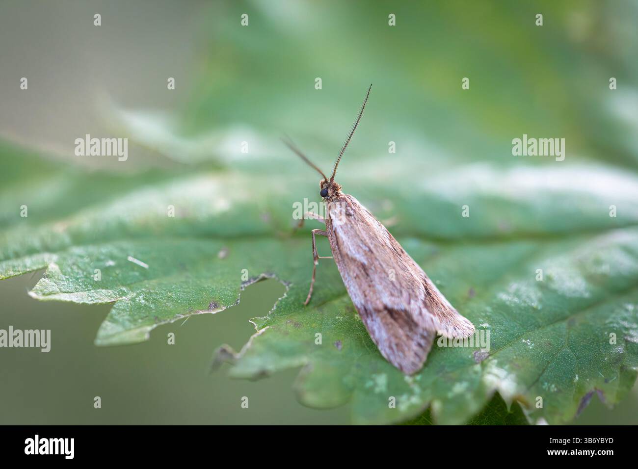 Brown Moth Resting Quietly on Green Leaf Stock Photo - Alamy