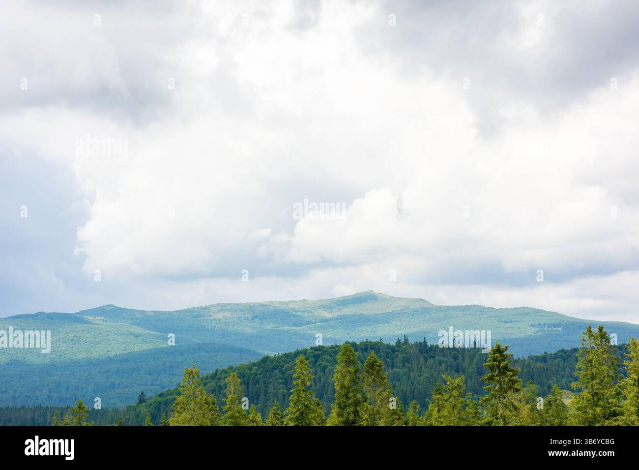 coniferous forest on a hill in front of a mountain under overcast sky ...