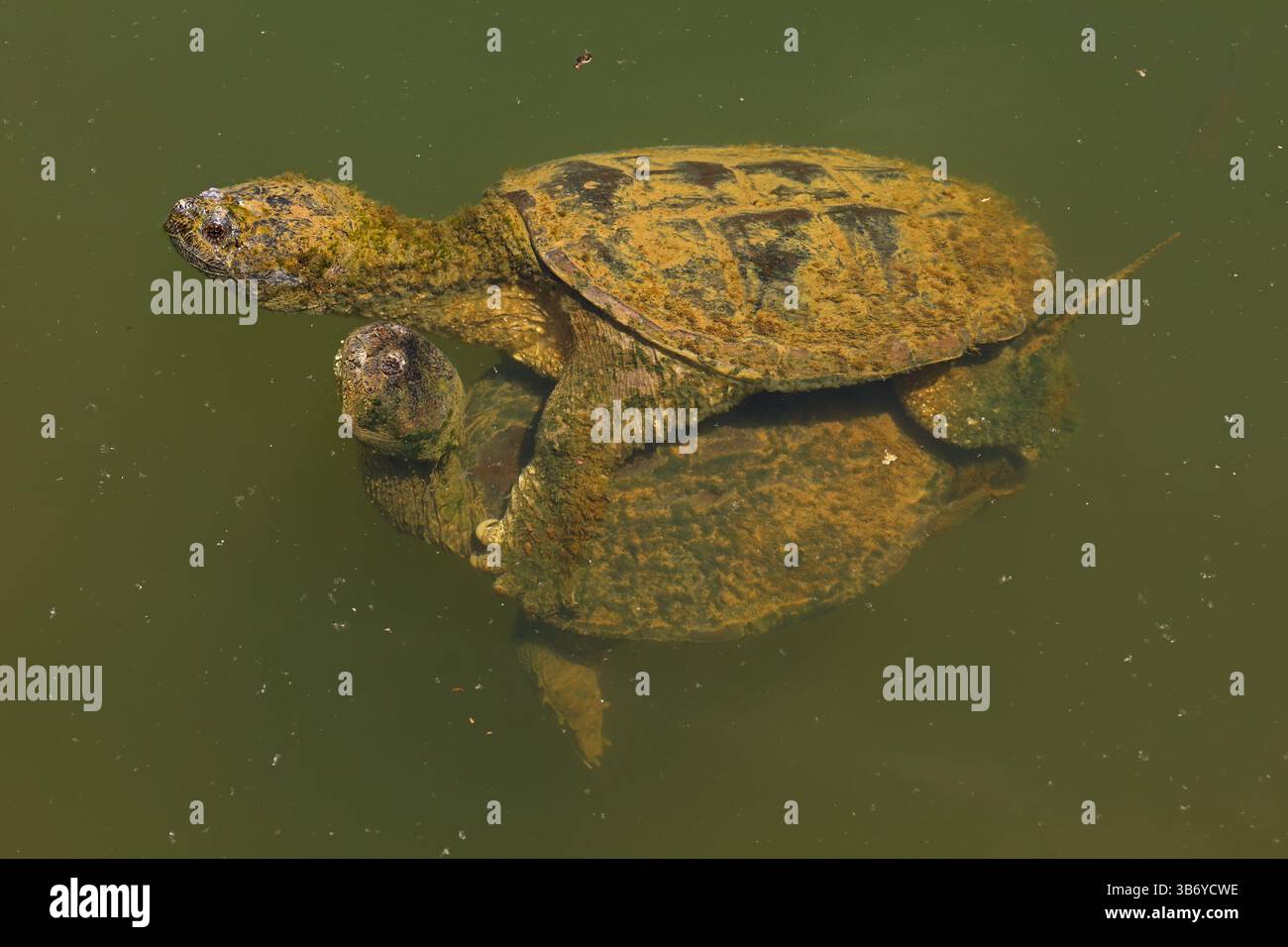 Snapping turtles, Chelydra serpentina,, mating, Maryland Stock Photo ...
