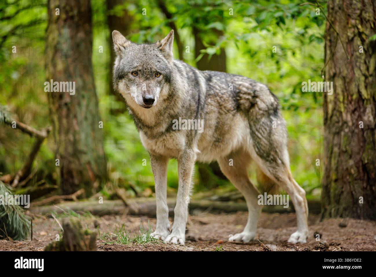 A wolf, photographed in a wildlife enclosure. Berlin, May 4, 2025 Stock ...