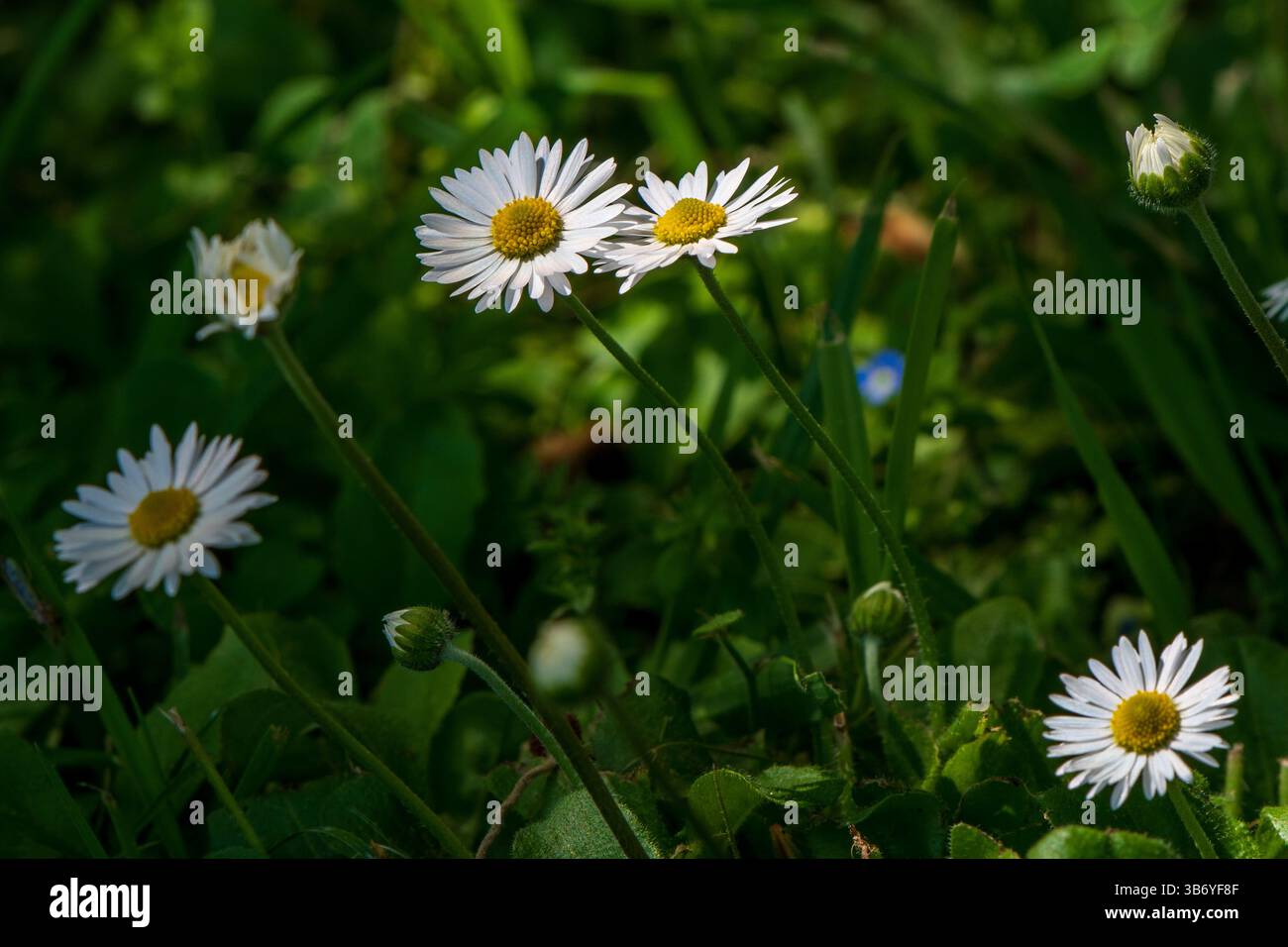 Spring Awakens: Common Eastern Daisy Fleabane Stock Photo - Alamy