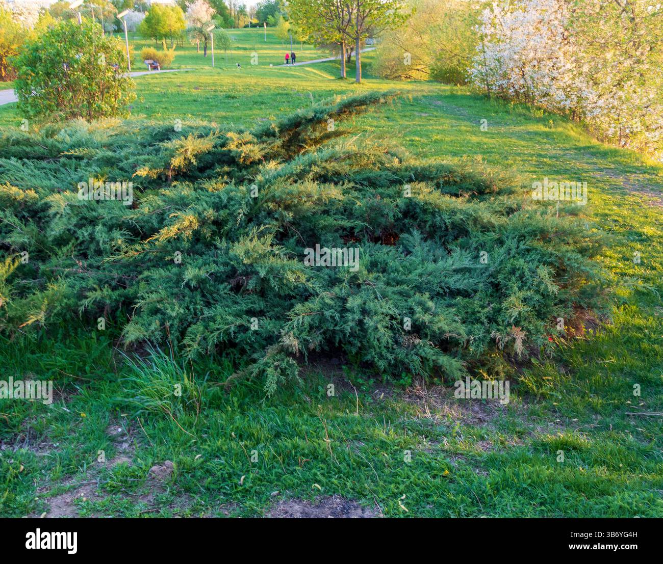 Juniper green branches close hi-res stock photography and images - Alamy