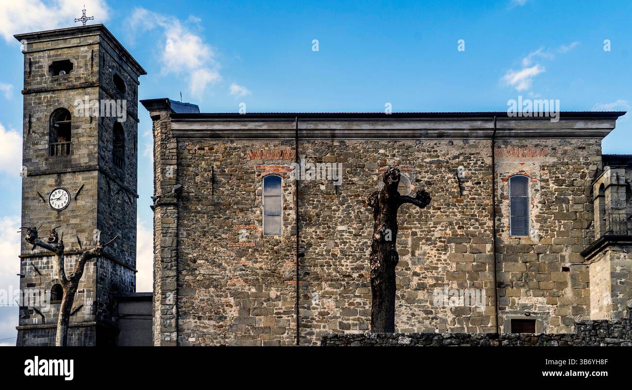 Large gnarled tree stands hi-res stock photography and images - Alamy