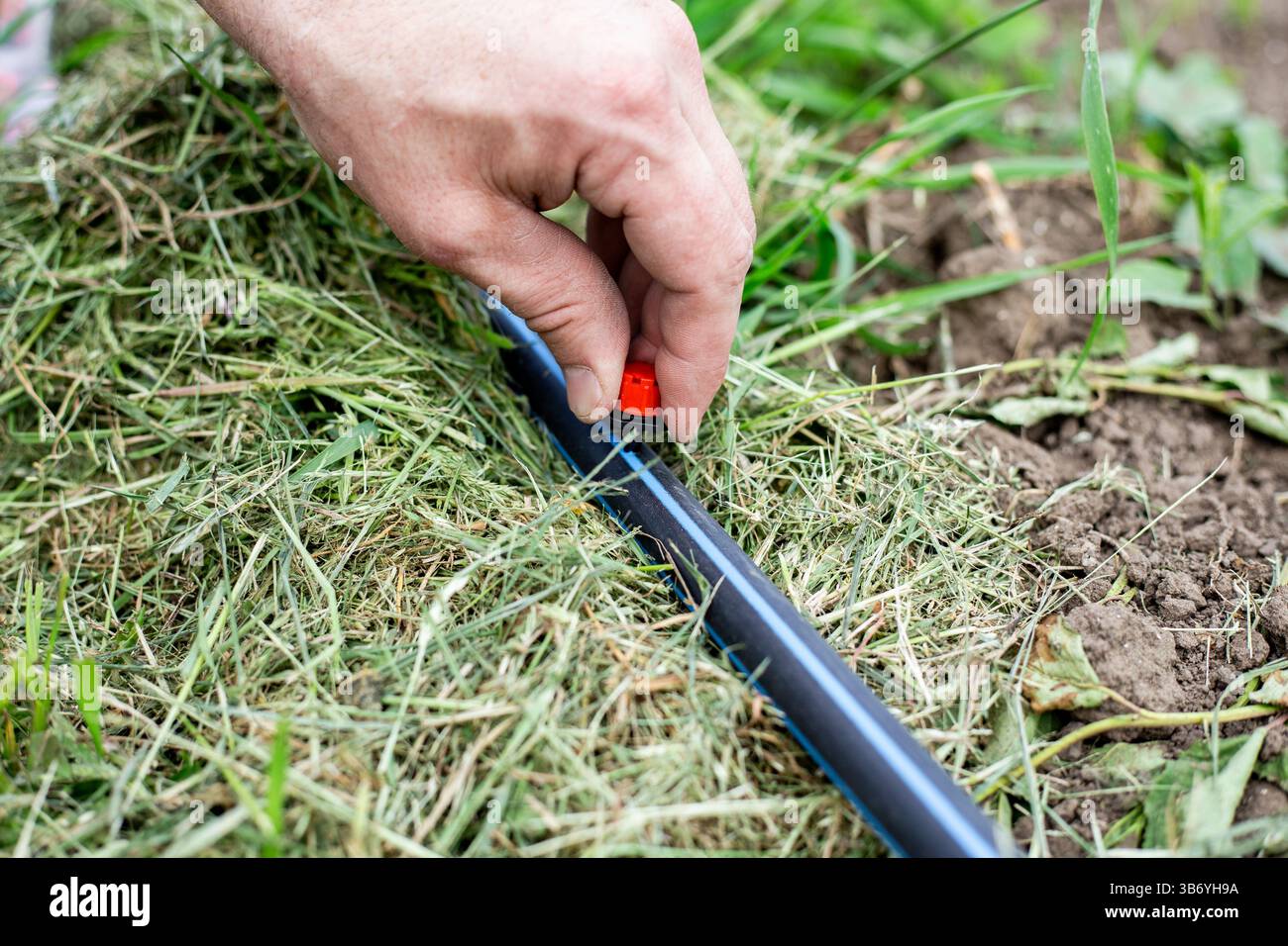 A man installs drip irrigation in a garden by installing drip nozzles ...
