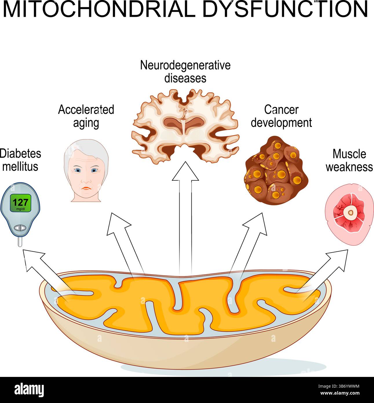 Mitophagy Stock Vector Images - Alamy