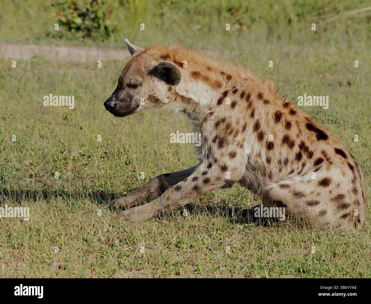 Hyena sound hi-res stock photography and images - Alamy