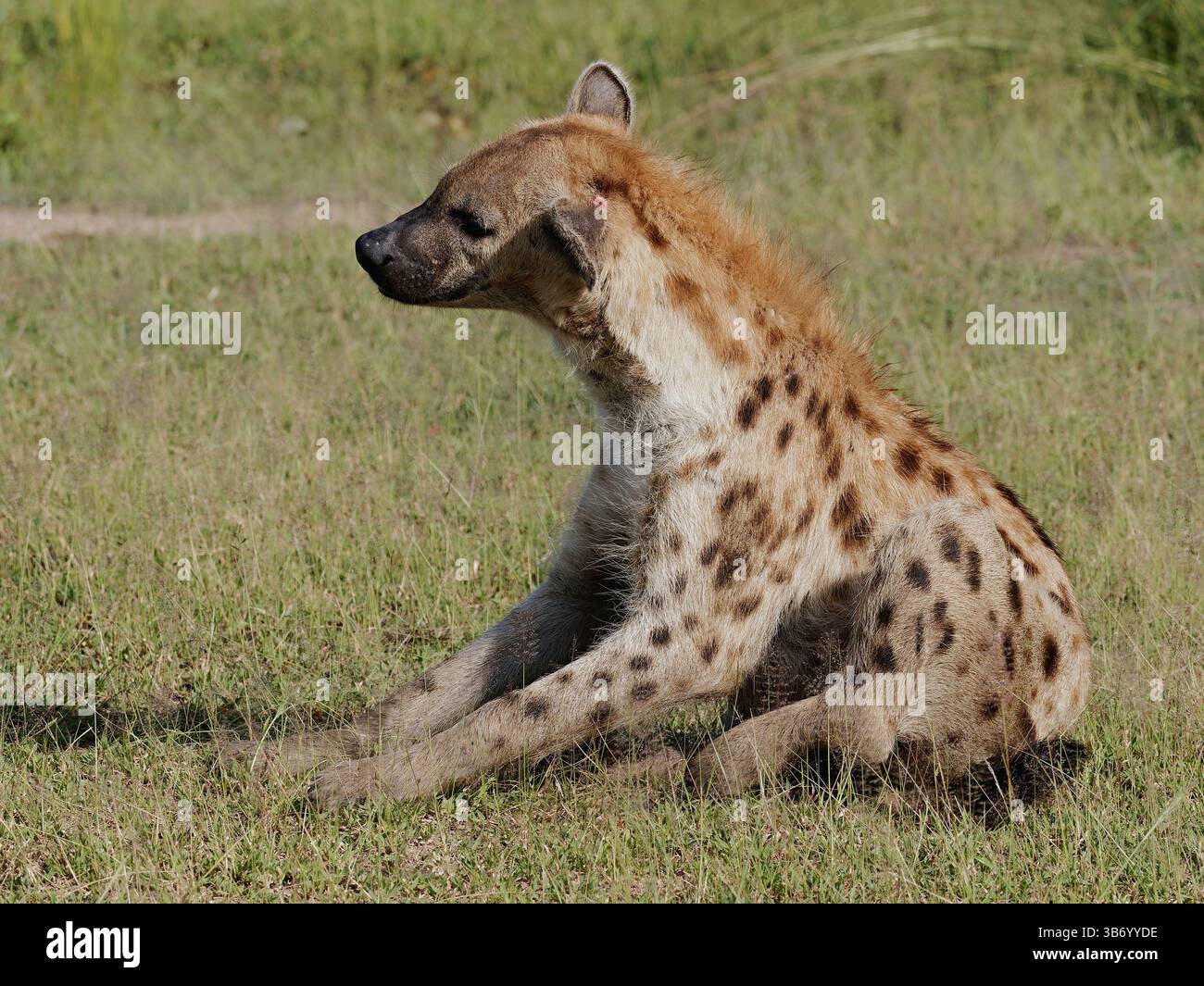 Intelligent hyena hi-res stock photography and images - Alamy
