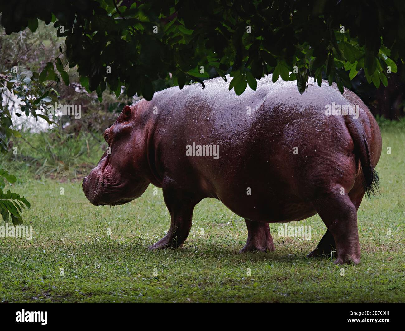 Hippopotamus bones hi-res stock photography and images - Alamy