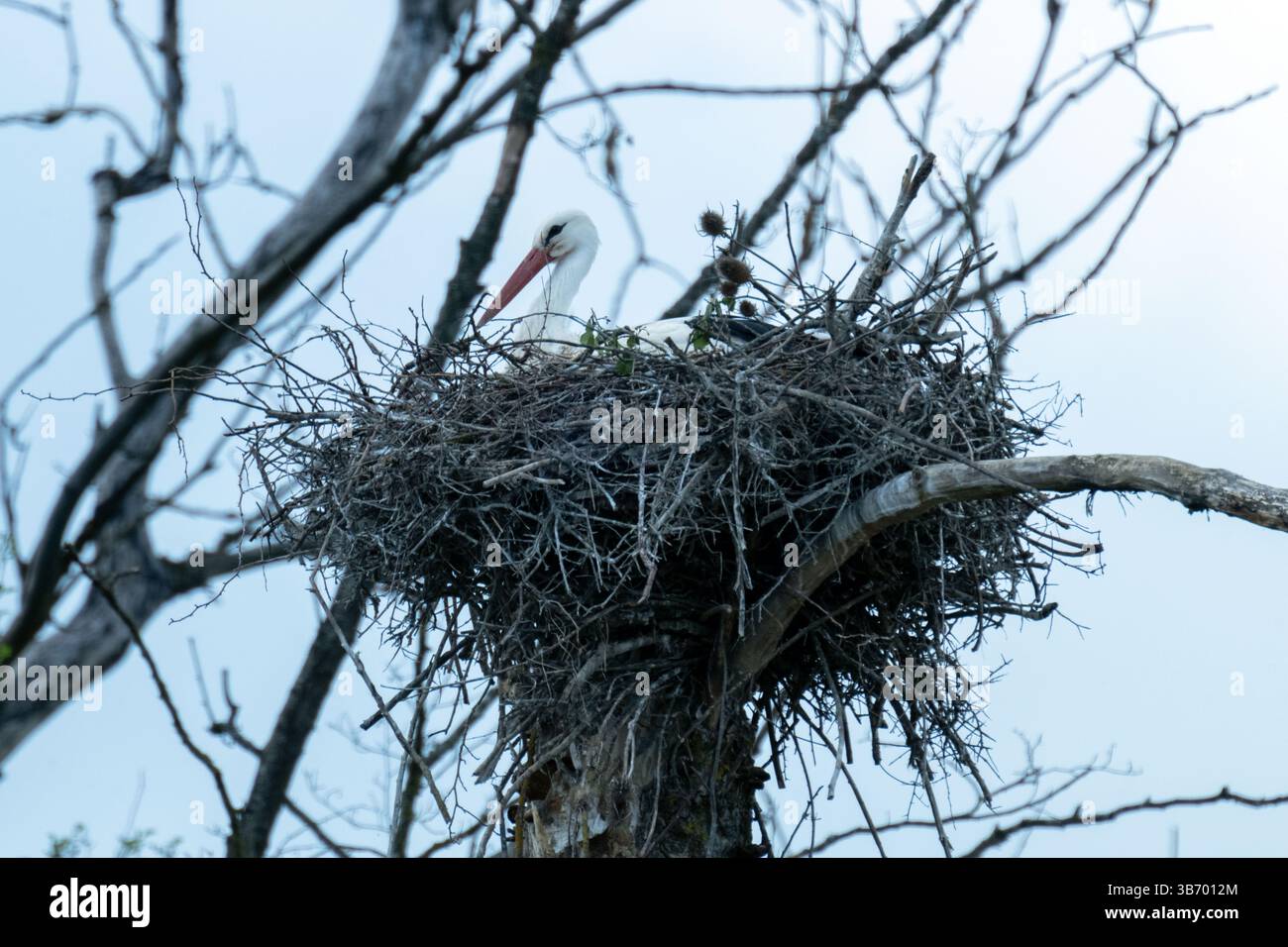 Schweighof, Germany. 04th May, 2025. A stork sits in an eyrie on a tree surrounded by other ...