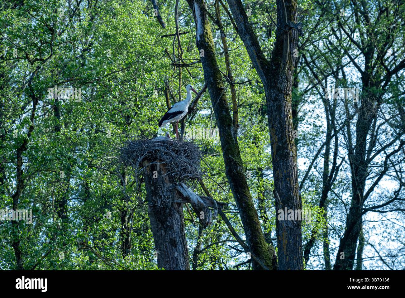 Schweighof, Germany. 04th May, 2025. A stork stands in an eyrie on a ...