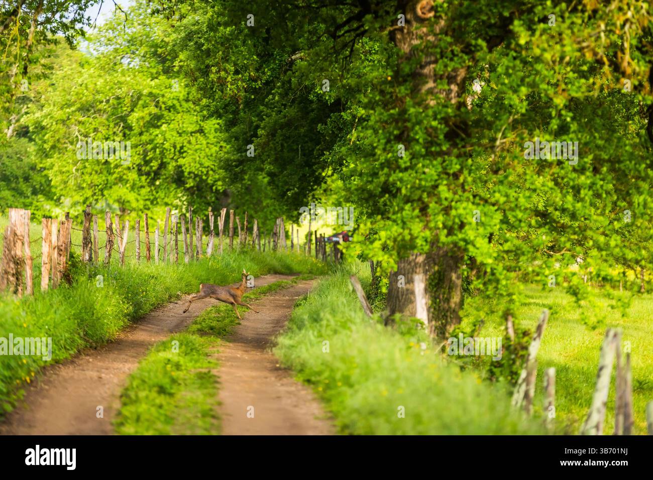 Biche, Dear, action during the Rallye Castine - Terre d’Occitanie 2025 ...