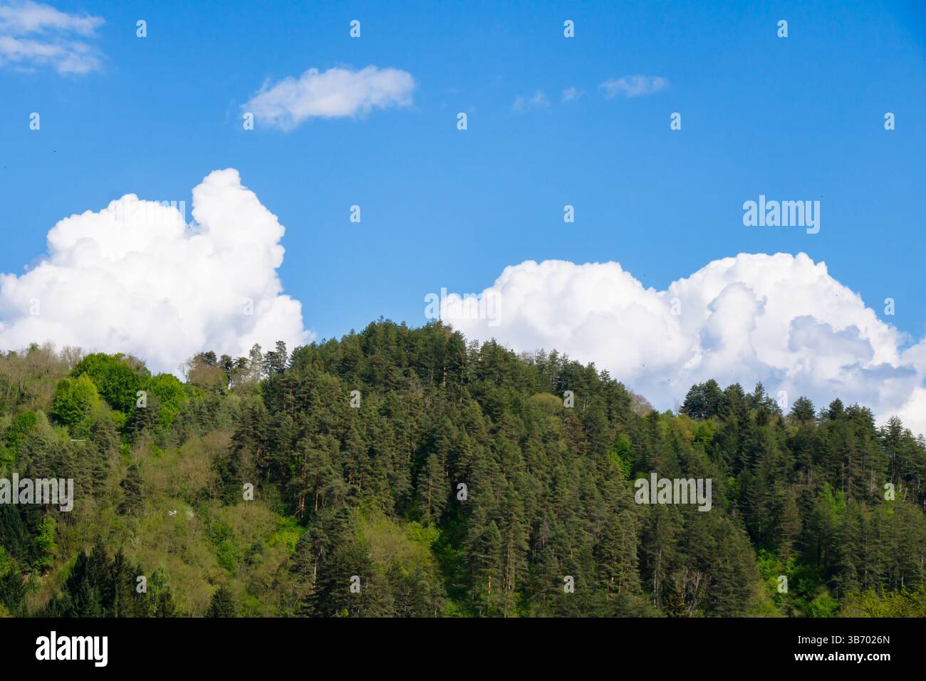 A vibrant hillside covered in various shades of green trees stretches ...