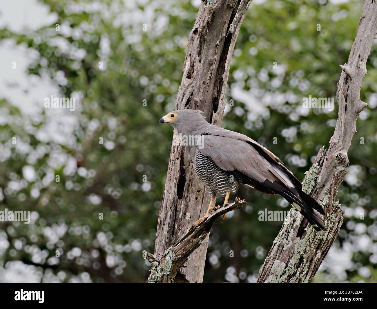 African Harrier Hawk Stock Photo - Alamy