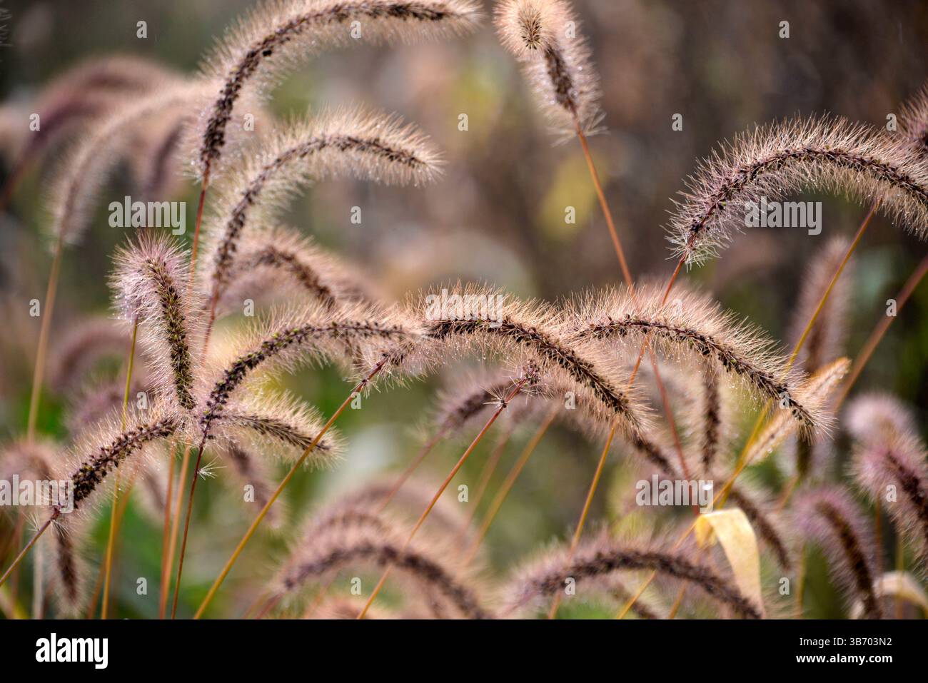 Close-up of foxtail grass (Pennisetum pedicellatum) wet with morning ...