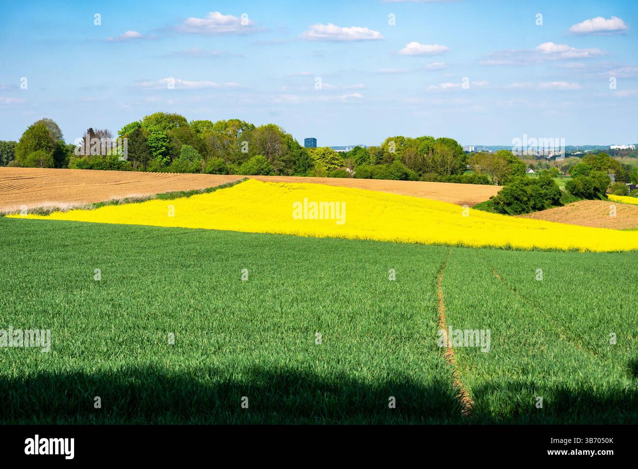 Colorful agriculture fields with yellow colza in Korbeek-Dijle, Flemish ...