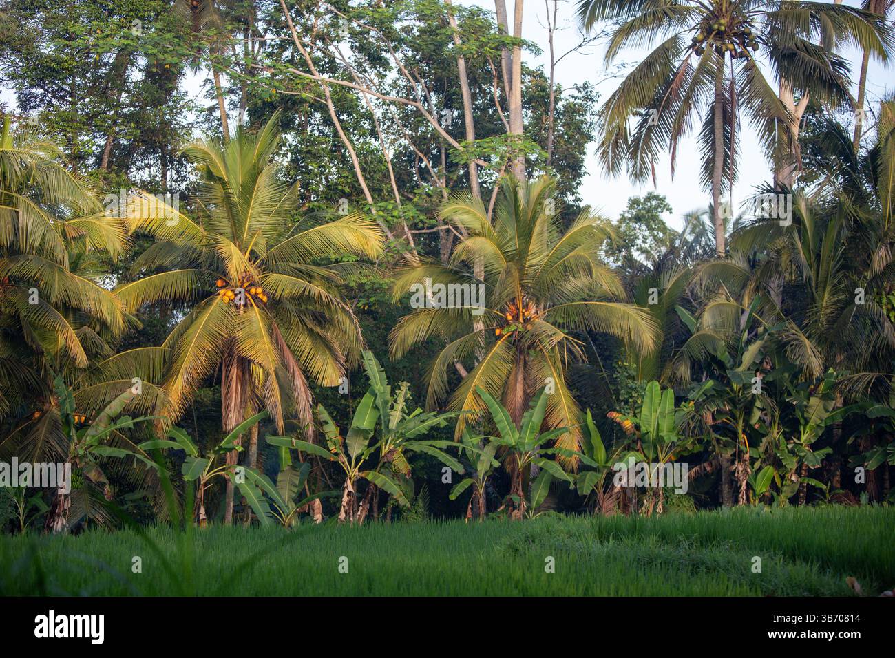 Coconut trees in a rice field in Indonesia Stock Photo - Alamy