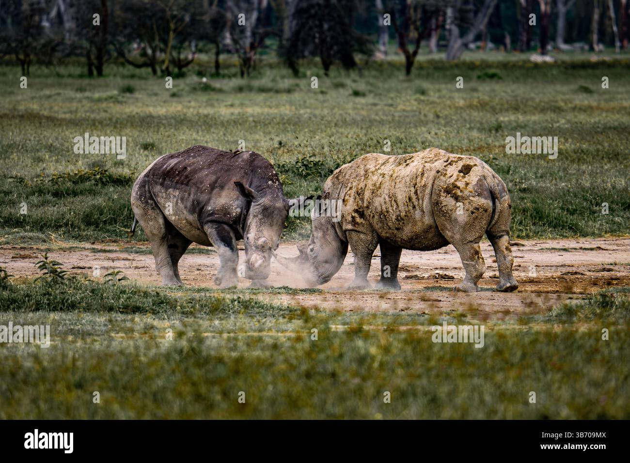 Two rhinoceroses sparring in a dusty field in Kenya, displaying ...