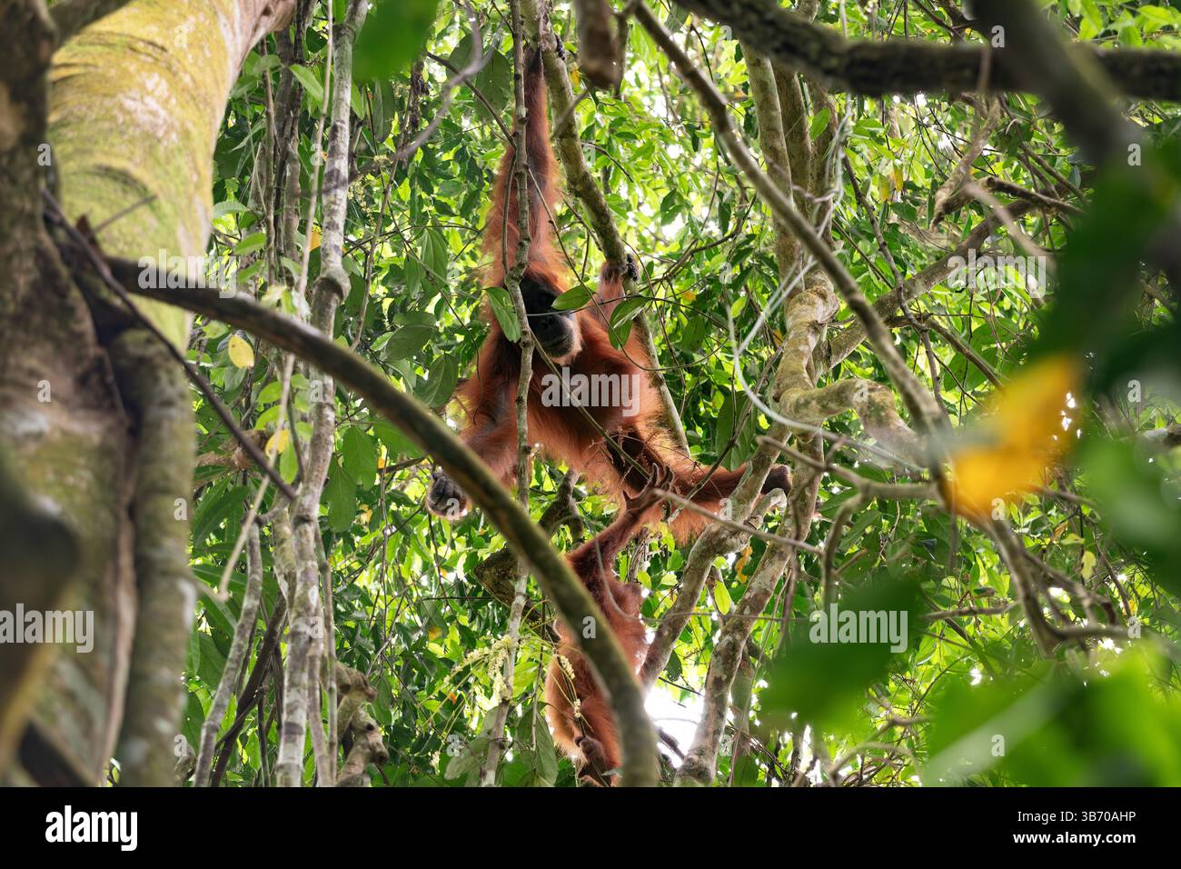 A Sumatran orangutan hanging in the rainforest canopy in Sumatra ...