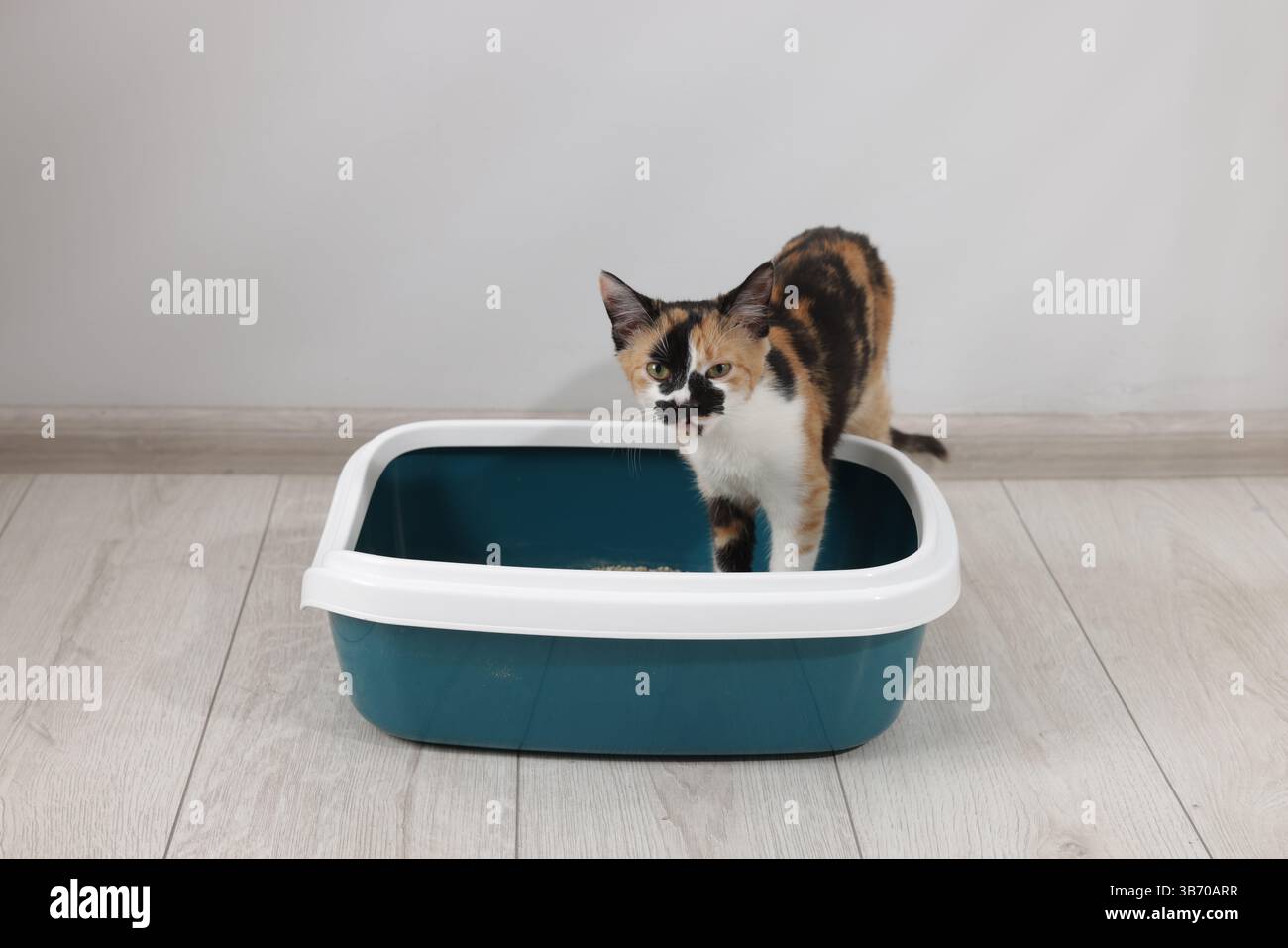 Cute calico cat in litter tray indoors Stock Photo - Alamy