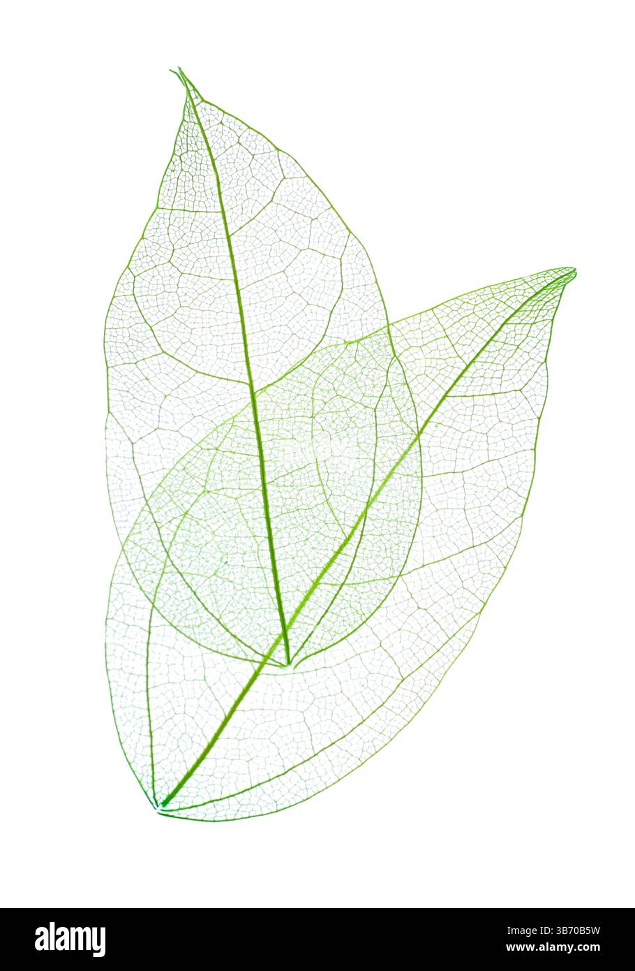 Beautiful skeletonized leaves isolated on white, top view Stock Photo - Alamy