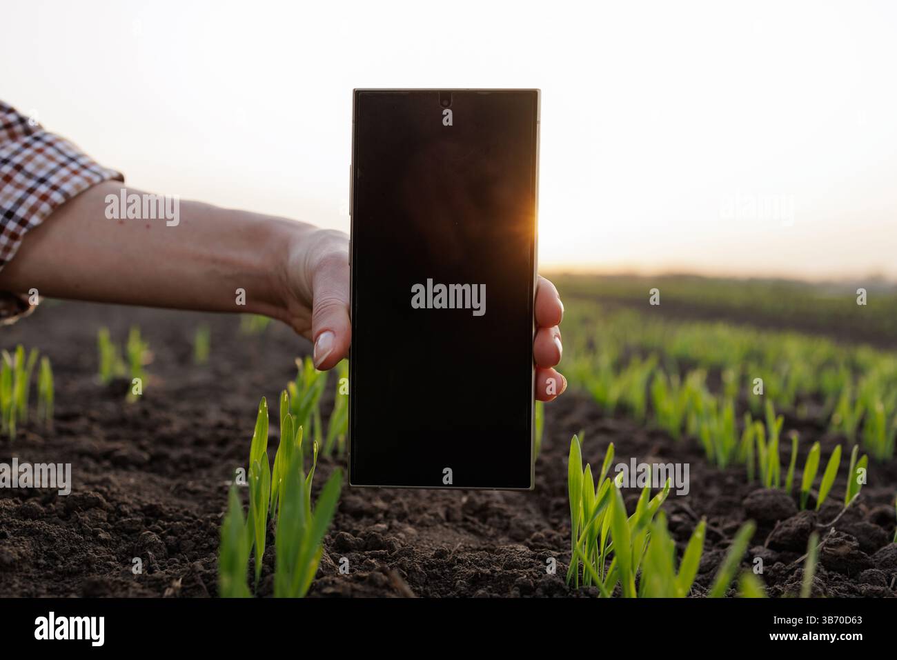 Hand holding smartphone with blank screen in young green crop field at ...